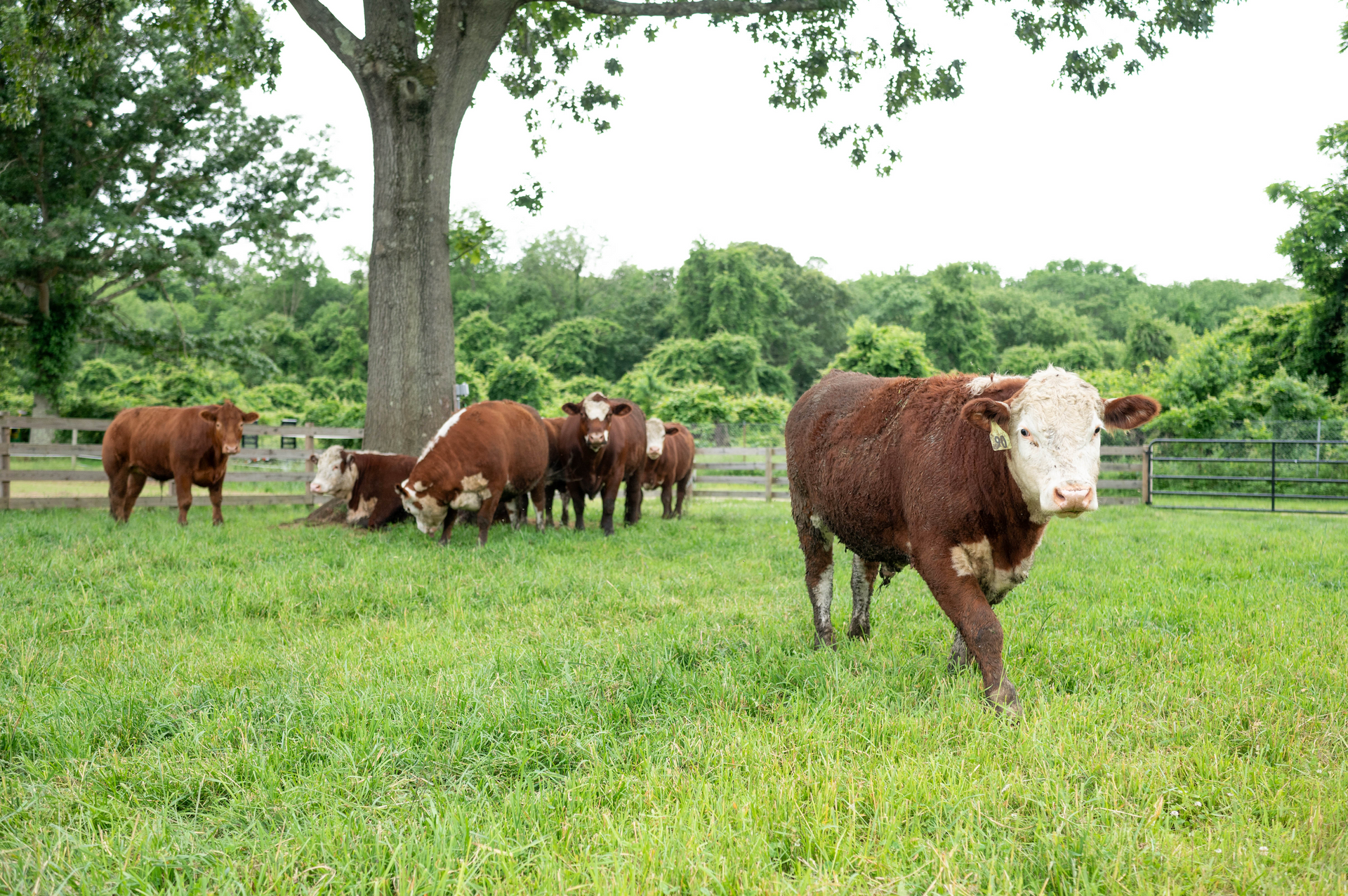 About – Triple L Farms NJ